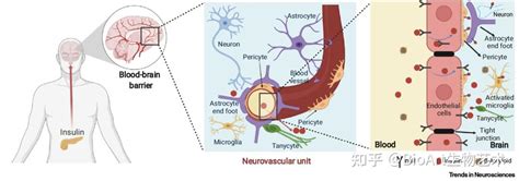 Trends Neurosci：胰岛素抵抗与神经精神疾病有何关联？ 知乎