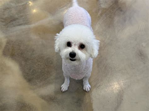 비숑프리제 몽실이 말티즈분양가격 말티푸분양가격 비숑프리제분양가격 미니비숑프리제분양가격 포메라니안분양가격 푸들분양가격 토이푸들분양가격 골든리트리버분양가격 래브라도리트리버분양