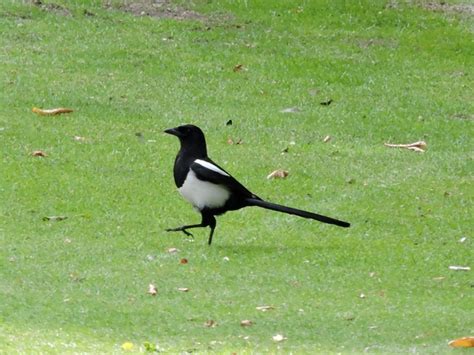 Печально что вы из родной для меня области но я не смогу быть вашим гитаристом поскольку живу