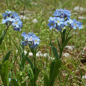 Alaska State Flower Name
