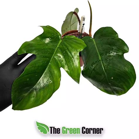 Philodendron Squamiferum