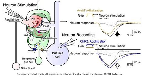 Science News Highlights Glial Amplification Of Synaptic Signals The Scientists Have Shown That