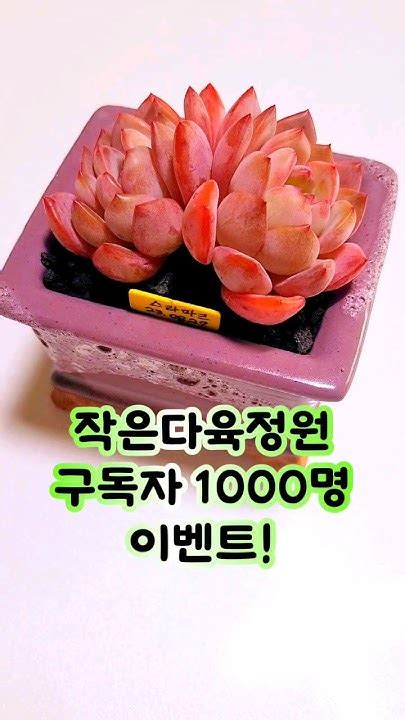 구독자 천명 이벤트 예쁜 화분과 다육이를 선물합니다 이벤트 다육이 Youtube