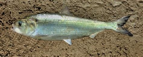American Shad Mexican