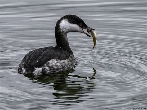 Panasonic Lumix G80 G85 Review Verdict Ephotozine