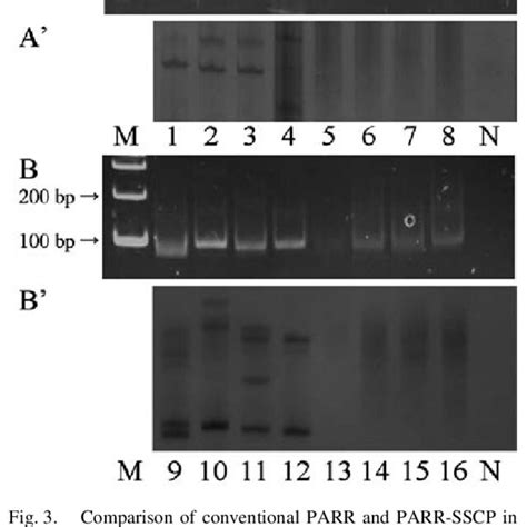 C Gene Amplification Efficacy After Various Formalin Fixation Times