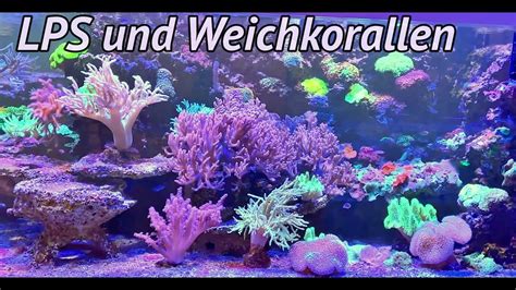 Lps Und Weichkorallen Im Fokus Was Macht Eigentlich Das 6000 Liter