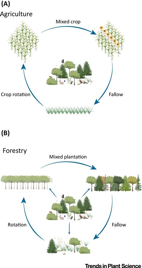 Forest Ecological Intensification Trends In Plant Science