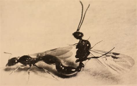 The Ants Chapter 3 AntWiki