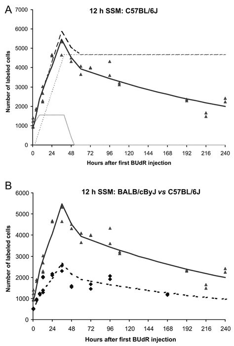 Interpretation Of The Ssm Curve A A Mathematical Model Of The