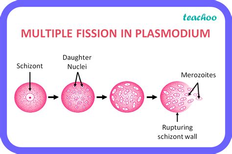 Multiple Fission In Plasmodium