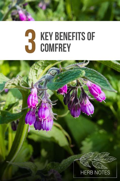 Comfrey Leaves Benefits