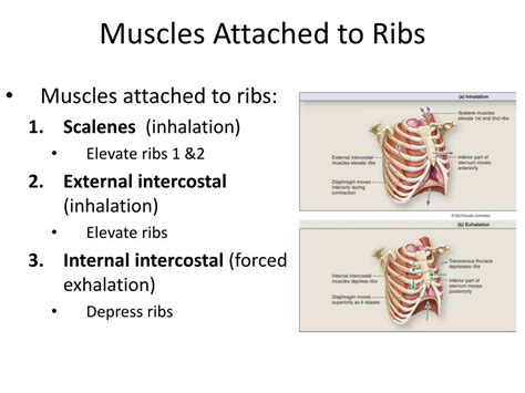 Ppt Respiratory System Powerpoint Presentation Free Download Id