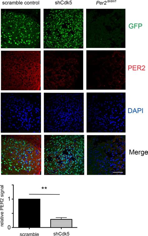 Figures And Data In Cyclin Dependent Kinase 5 Cdk5 Regulates The Circadian Clock Elife