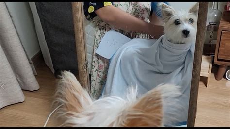 혼자 미용실 다녀오는 강아지 ㅋㅋㅋㅋ 뽕이 2024여자헤어 강아지미용 Youtube