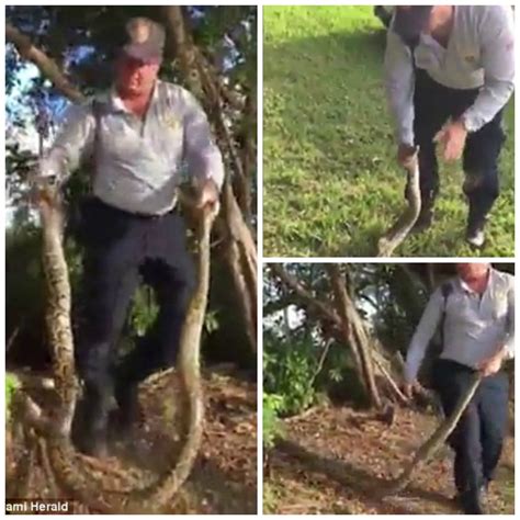 See Man Grappling With 10 Feet Python On The Loose Near School