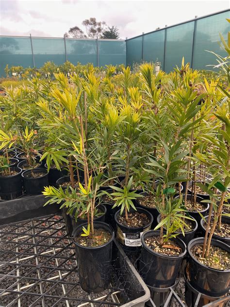 Callistemon Wildfire100mm Plant Mega