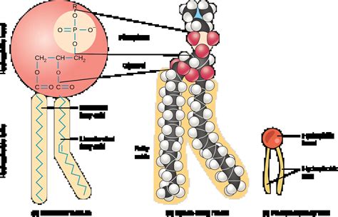 Phospholipid Vs Triglyceride Structure