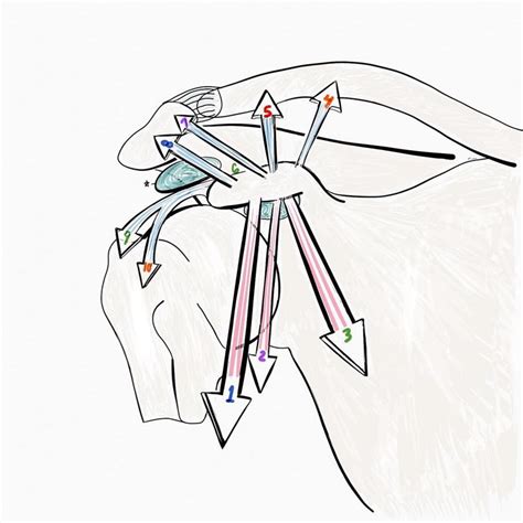 Physioosteobook Coracoid Complex The Coracoid Process