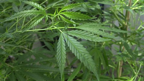 Bbc News On Linkedin Bbc Radio 4 Radio 4 In Four Why Is Cbd On
