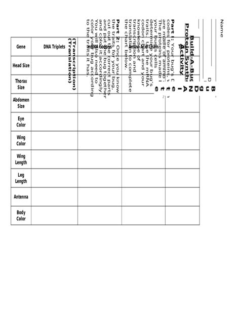 build a bug protein synthesis activity decode dna and doc template