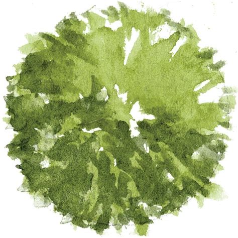 Trees Plan Tree Photoshop Tree Plan Photoshop Watercolor Trees