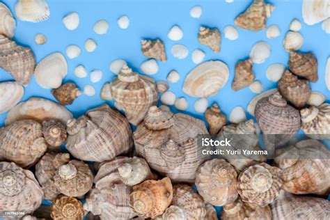 여름 구성 플랫 레이 파란색 배경에 다양 한 종류의 조개의 평면도 최소 스타일 텍스트 서식 파일의 공간을 복사 합니다 휴가 컨셉 개념에 대한 스톡 사진 및 기타 이미지