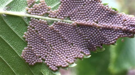 What Insect Lays Eggs In A Row At Rosie Halsey Blog