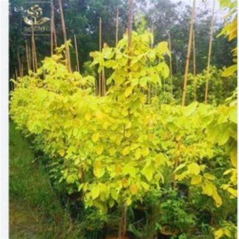 Desmodium Or Yellow Or Golden Legume Tree Japanese Tree 10 Pieces Seeds