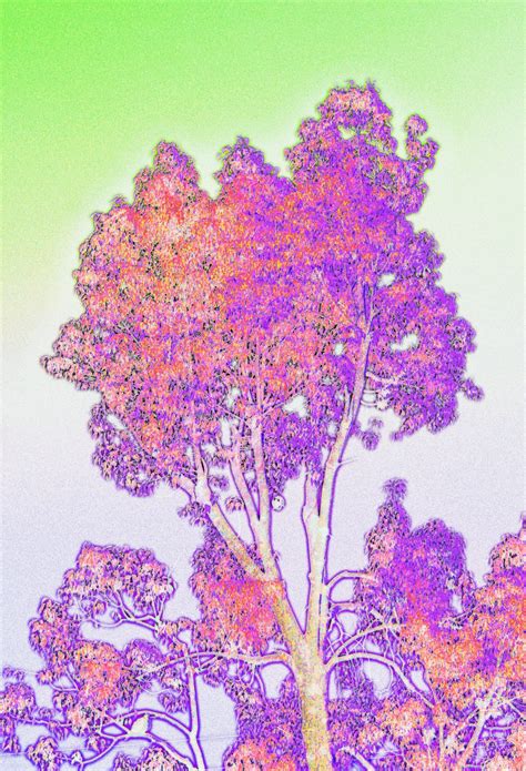 Tree Sketch Colours Illustration Tall Tree Sketch Effect Free Image From Needpix Com