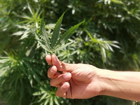 Futuro Negocio De Mariguana Detona Fiebre Del Oro Verde En Oaxaca