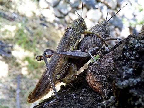 The Surprising Meaning Of Grasshopper Sign Meaning