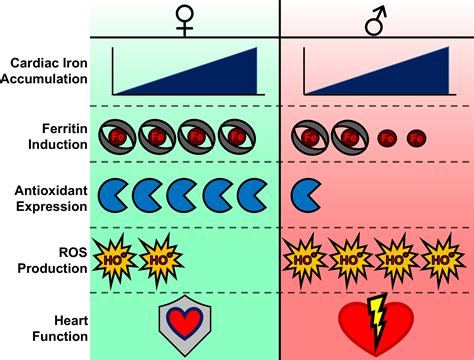 Iron And Sex Cross Paths In The Heart Journal Of The American Heart