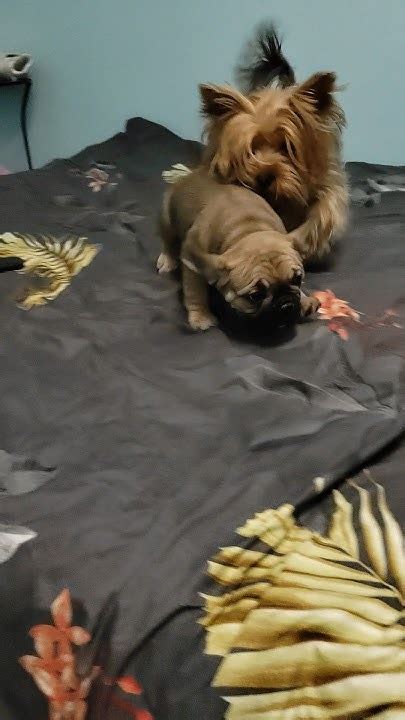 маленькая бульдожка атакует Youtube