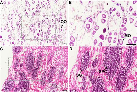 Frontiers Transcriptome Sequencing Analysis Of Sex Related Genes And