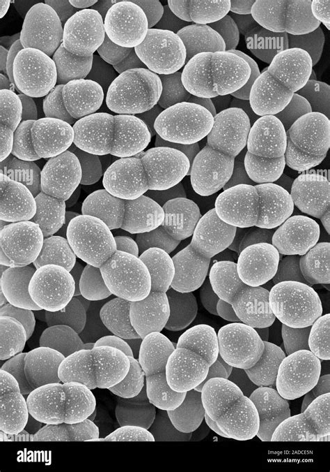 Scanning Electron Micrograph Sem Of Enterococcus Faecalis Formerly Known As Streptococcus