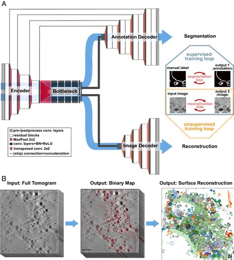 3d Surface Reconstruction Of Cellular Cryo Soft X Ray Microscopy Tomograms Using Semisupervised
