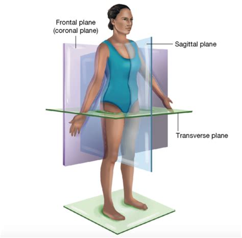 Planes And Sections Flashcards Quizlet