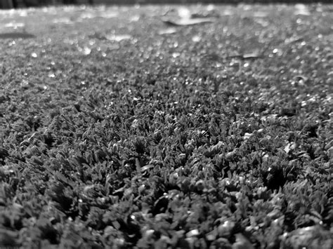 Black And White Grass Background Close View Grayscale Grass Photo
