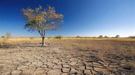 Impacts Of Global Warming Arid Landscape With Sparse Trees Symbolizing Drought Effects Premium