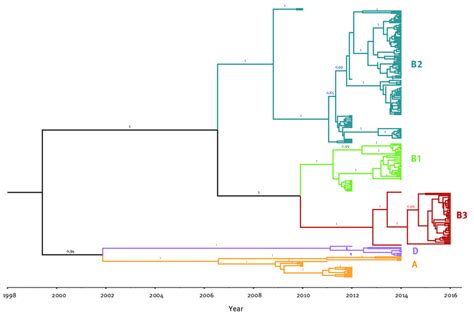 Time Tree Based On Bayesian Markov Chain Monte Carlo Analysis Of The
