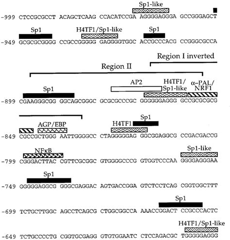 Summary Of The Consensus Binding Sequences For Transcription Factors Of