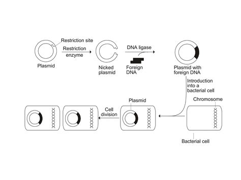 Recombinant Dna Technology 22 Ppt Biotech And Biomedical Industry Industries