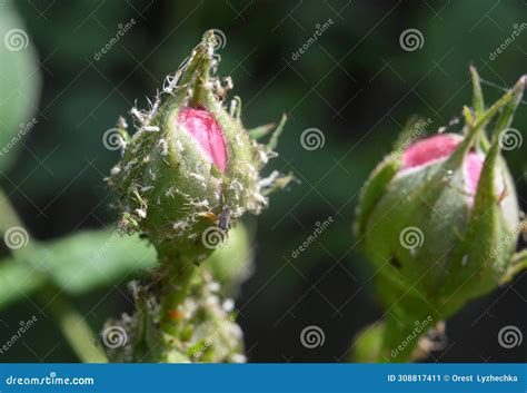Aphids Macrosiphum Rosae On A Rose Stock Image Image Of Rosae