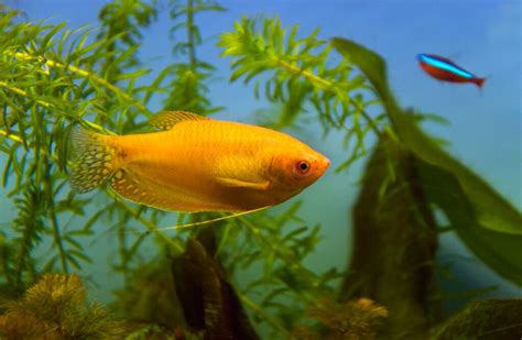 Honey Gourami Care Guide Diet Tank Mates And More 2024 Aquariums
