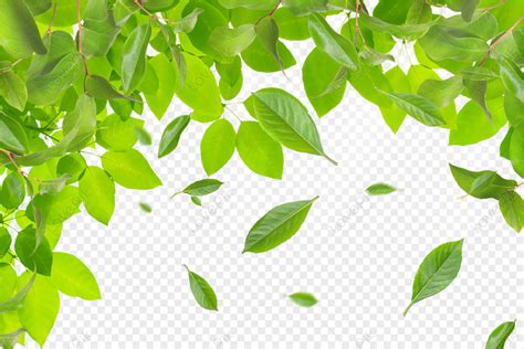 Wind Blowing Tree Leaves Gushes Floating Leaves PNG Image Image And Picture For Free Download