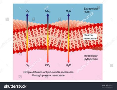 Diffusion Through Plasma Membrane Stock Vector Royalty Free Shutterstock