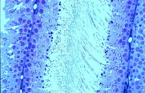 Rat Testis Seminiferous Epithelium Stock Image Image Of Histological