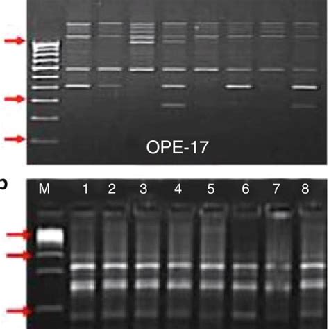 Rapd And Issr Fingerprinting Of Eight Date Palm Genotypes With Primer Download Scientific
