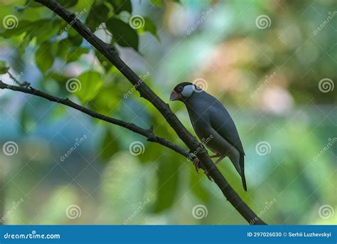 Java Rice Sparrow The Rice Finch Is The Most Famous And Largest Of The Asian Finches Stock